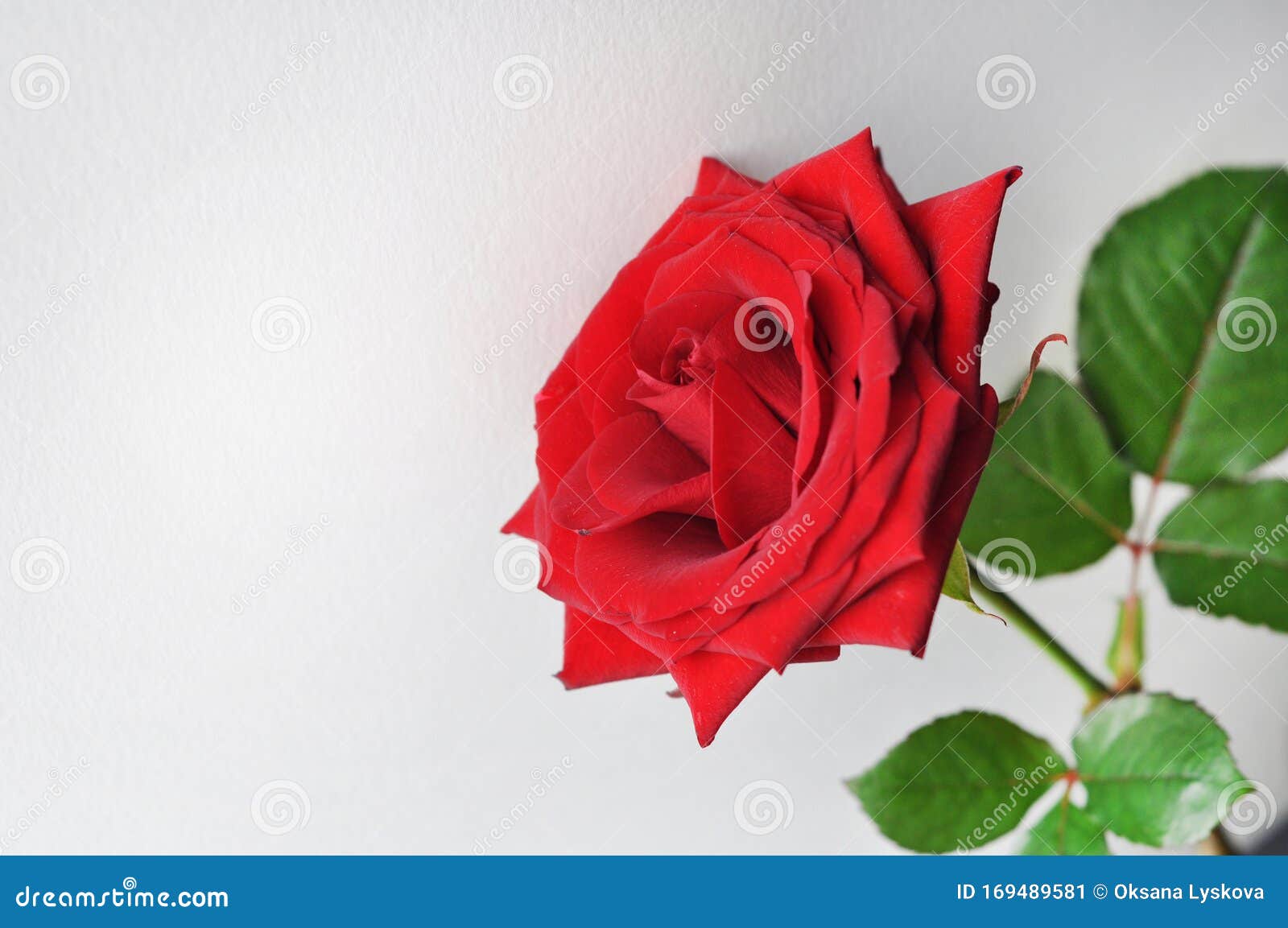 One Red Rose on a White Background. Valentine`s Day Stock Image - Image ...