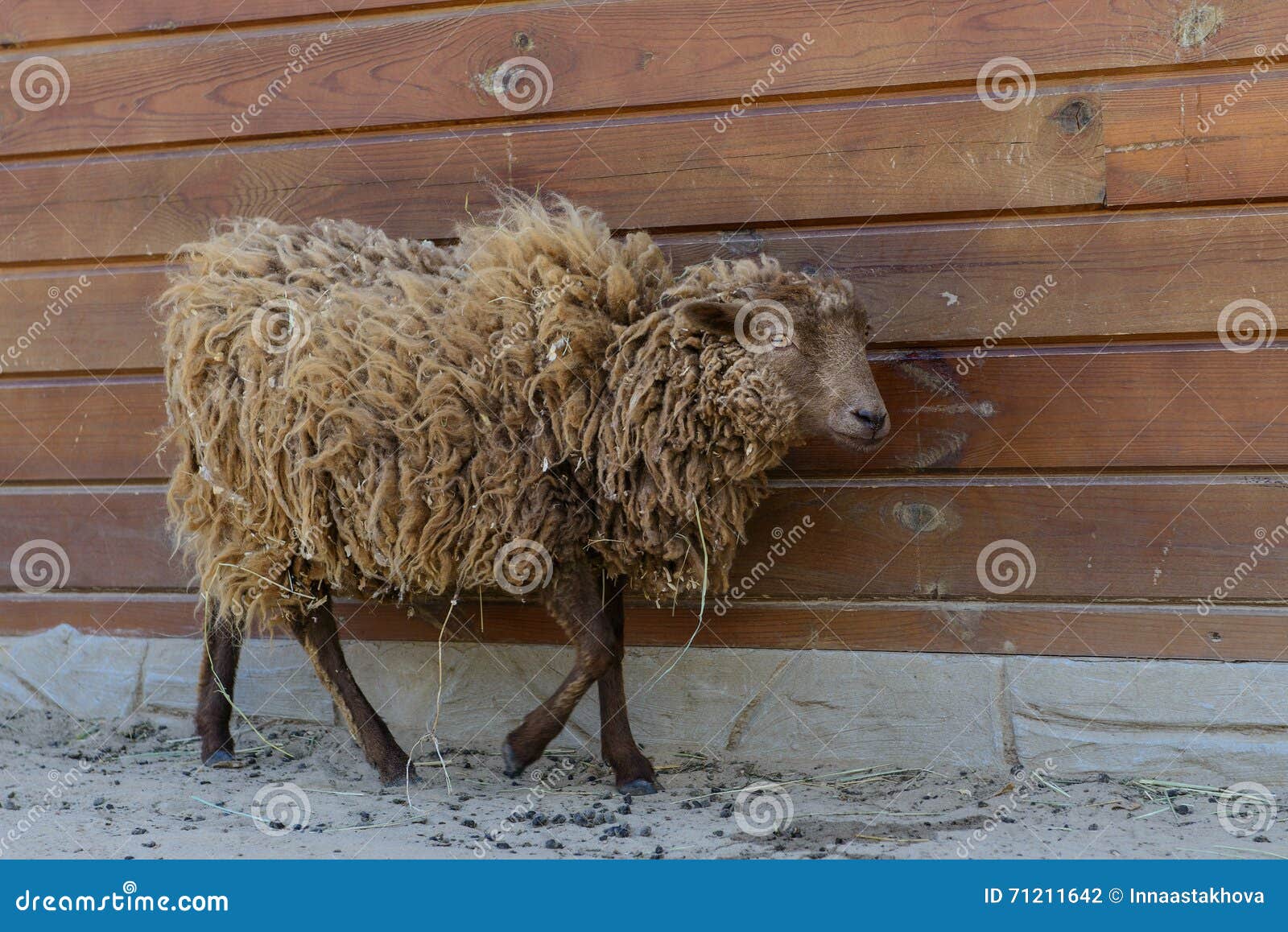 One red sheep stock photo. Image of goat, cattle, curious - 71211642