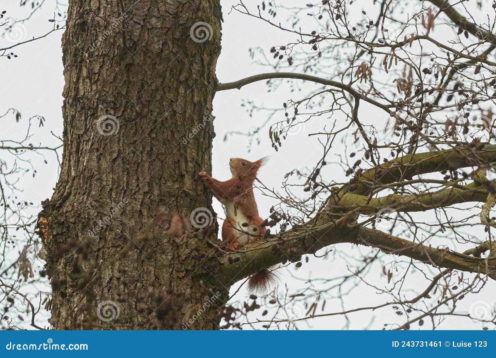 One Red Squirrel Climbs on an Oak Tree Stock Image - Image of outdoors ...