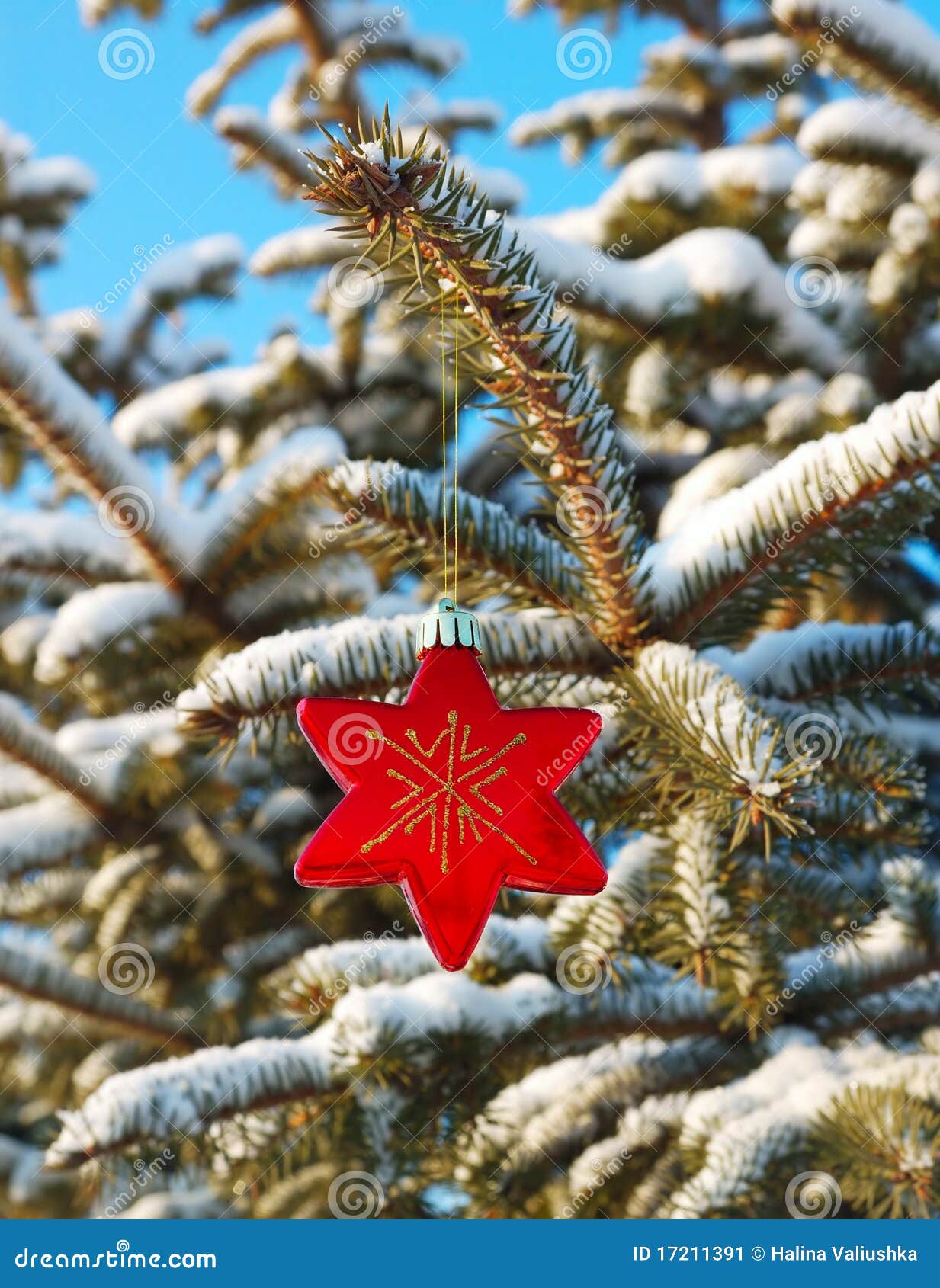 One red star on branch fir stock image. Image of season - 17211391