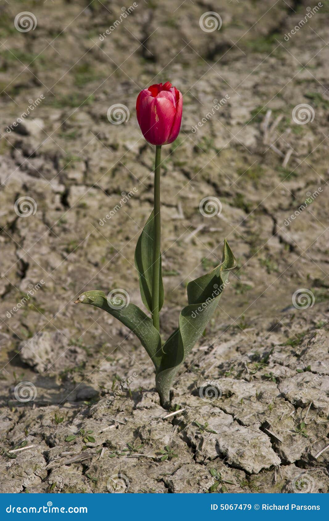 One Red Tulip stock image. Image of single, vegetation - 5067479