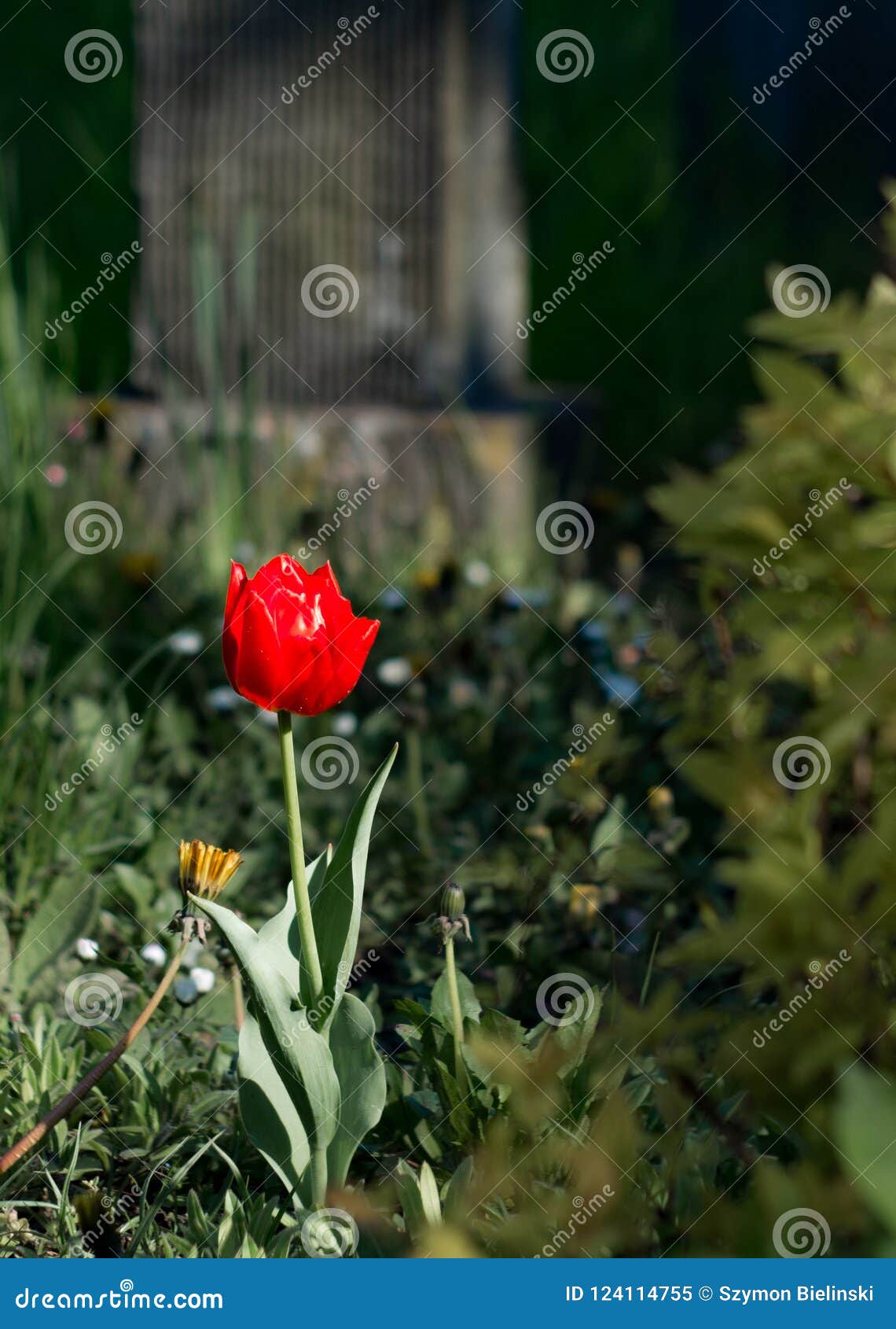 One red tulip among green stock image. Image of natural - 124114755