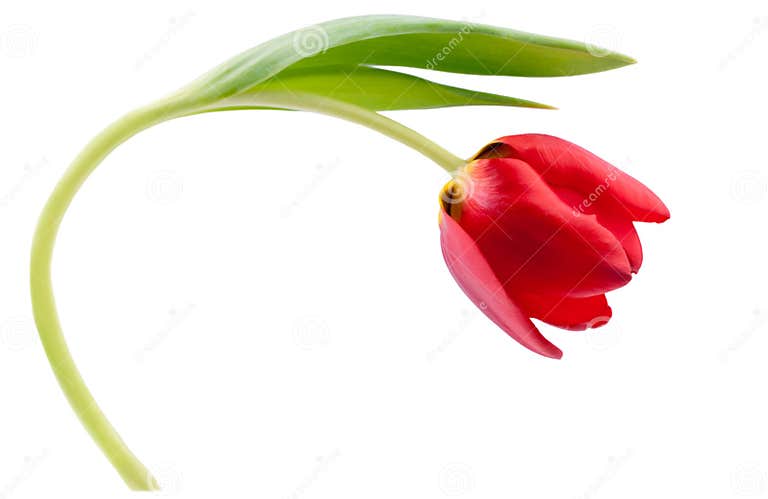 One Red Tulip Isolated on White Stock Photo - Image of romance, gift ...