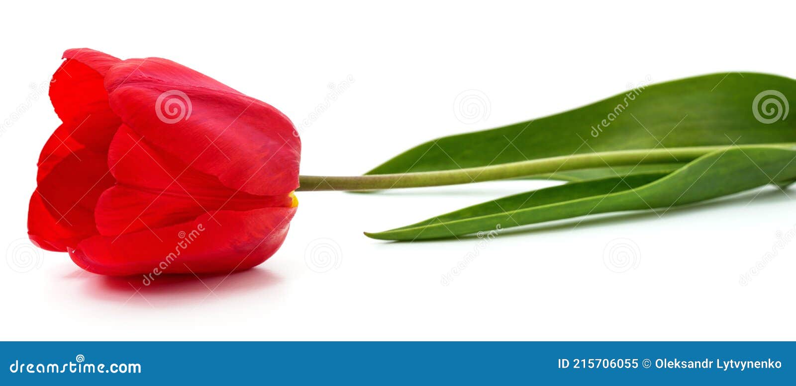 One red tulip stock image. Image of white, beautiful - 215706055
