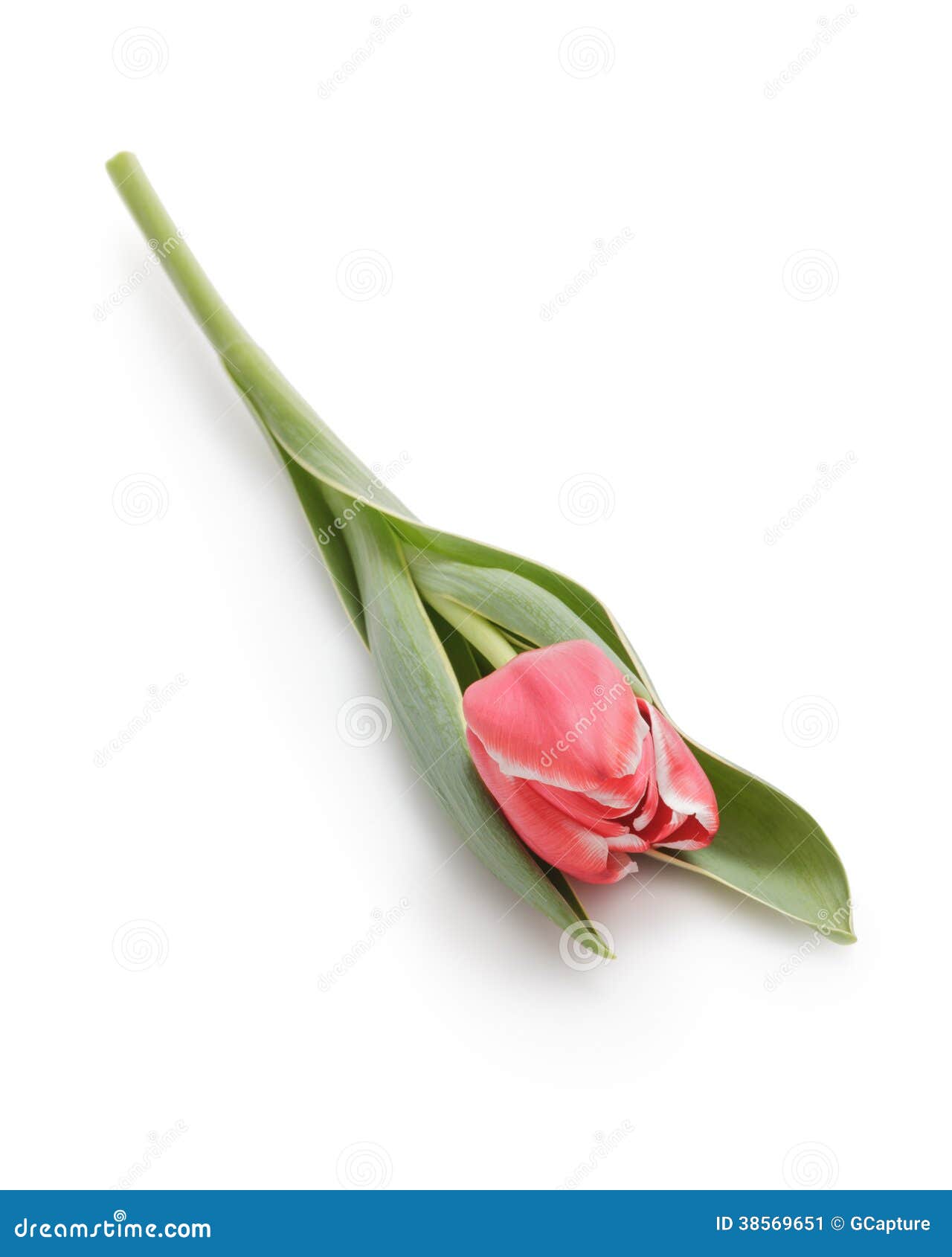 One red tulip stock image. Image of stem, arrangement - 38569651