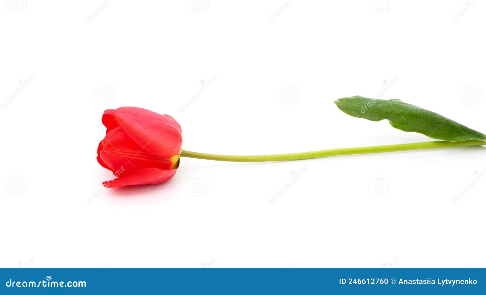 One red tulip stock photo. Image of love, magnificent - 246612760