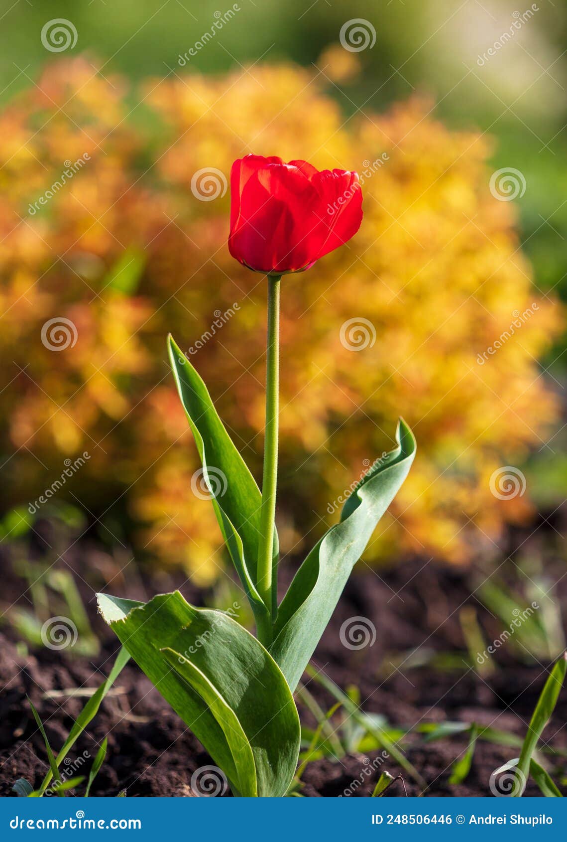 One red tulip in nature. stock photo. Image of leaf - 248506446