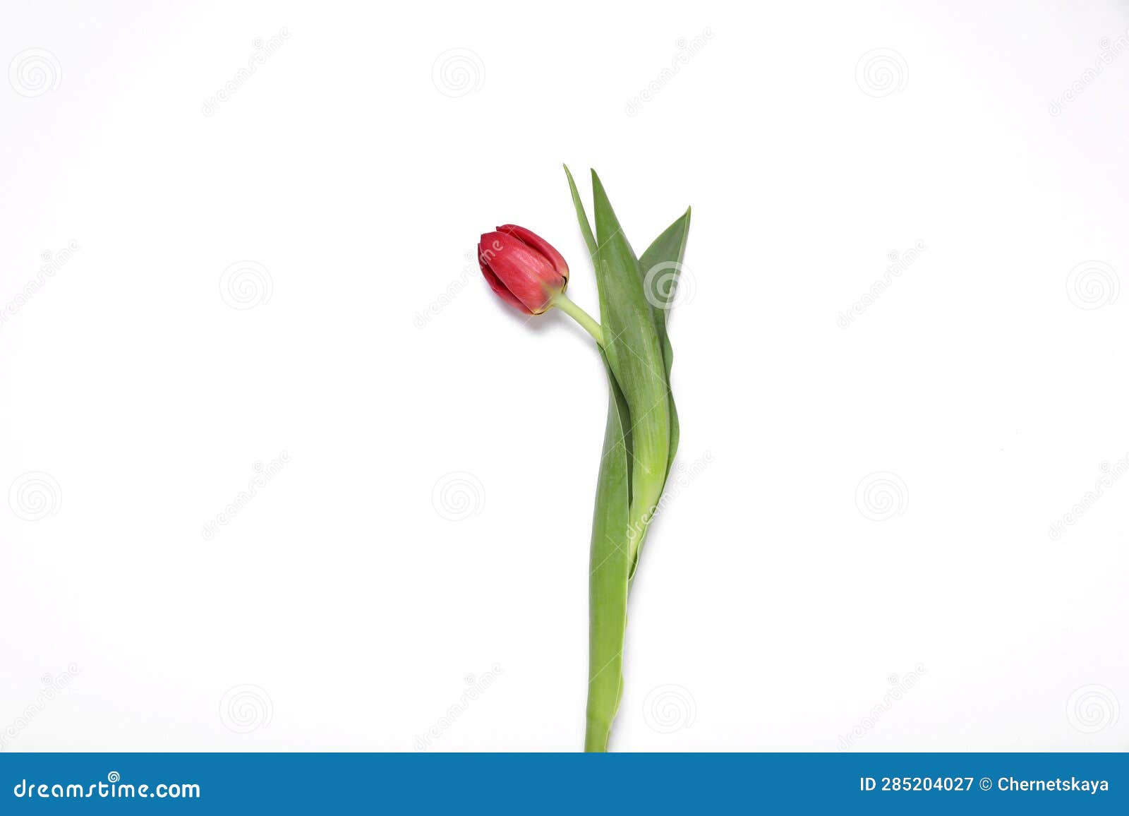 One Red Tulip on White Background, Top View Stock Image - Image of ...