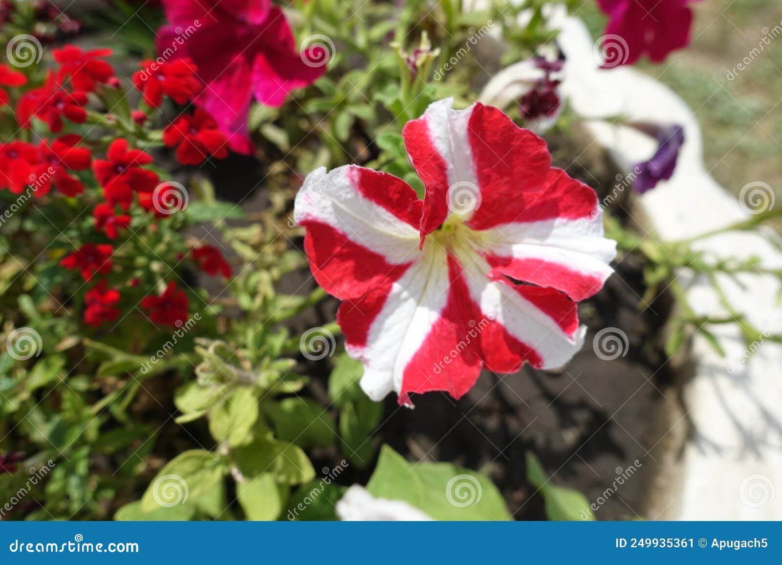 One Red and White Bicolor Flower of Petunia Stock Image - Image of herb ...
