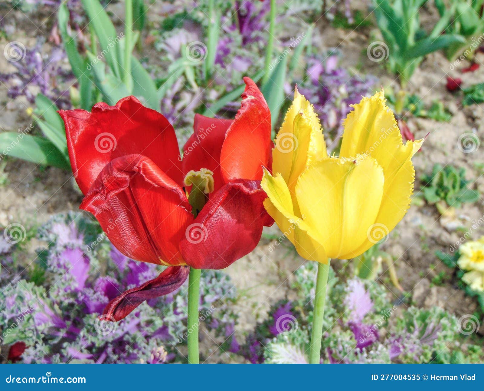 One Red and One Yellow Tulip. Two Tulips Stock Image - Image of nature ...