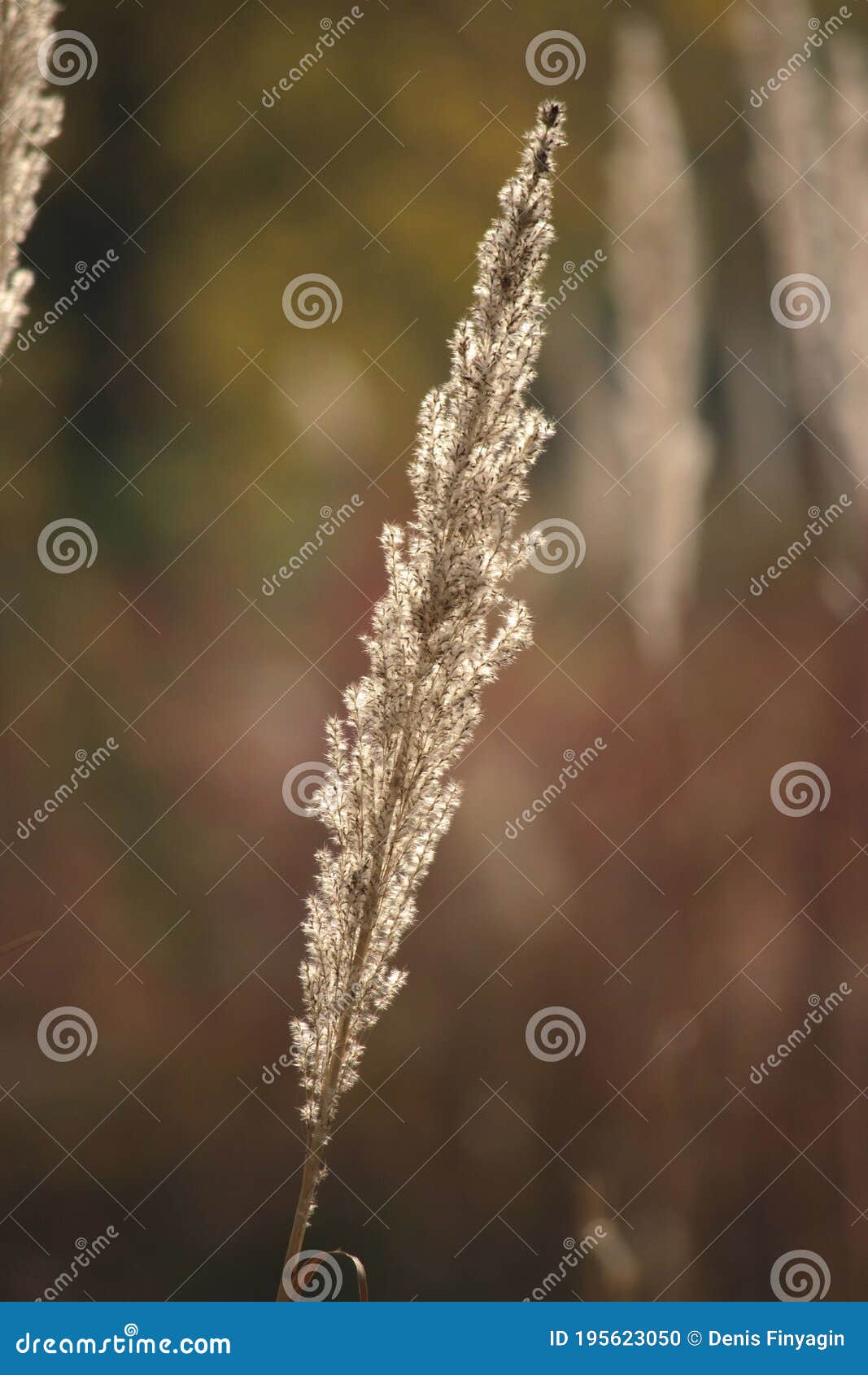 One Reed is Illuminated by the Sun in Autumn Stock Photo - Image of ...