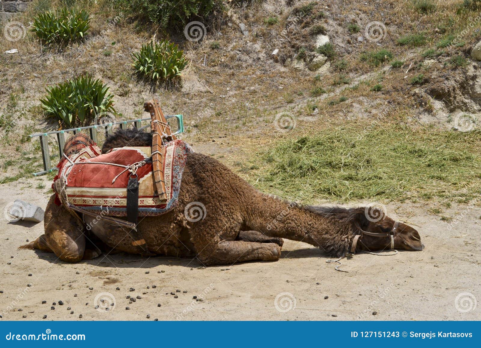 One Resting Camel in Cappadocia Stock Image - Image of cappadpcia ...