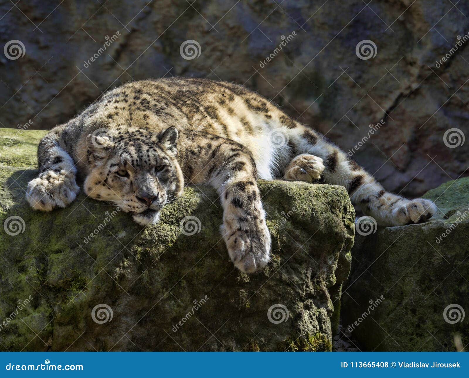 Resting Snow Leopard, Uncia Uncia Stock Photo - Image of mountain ...