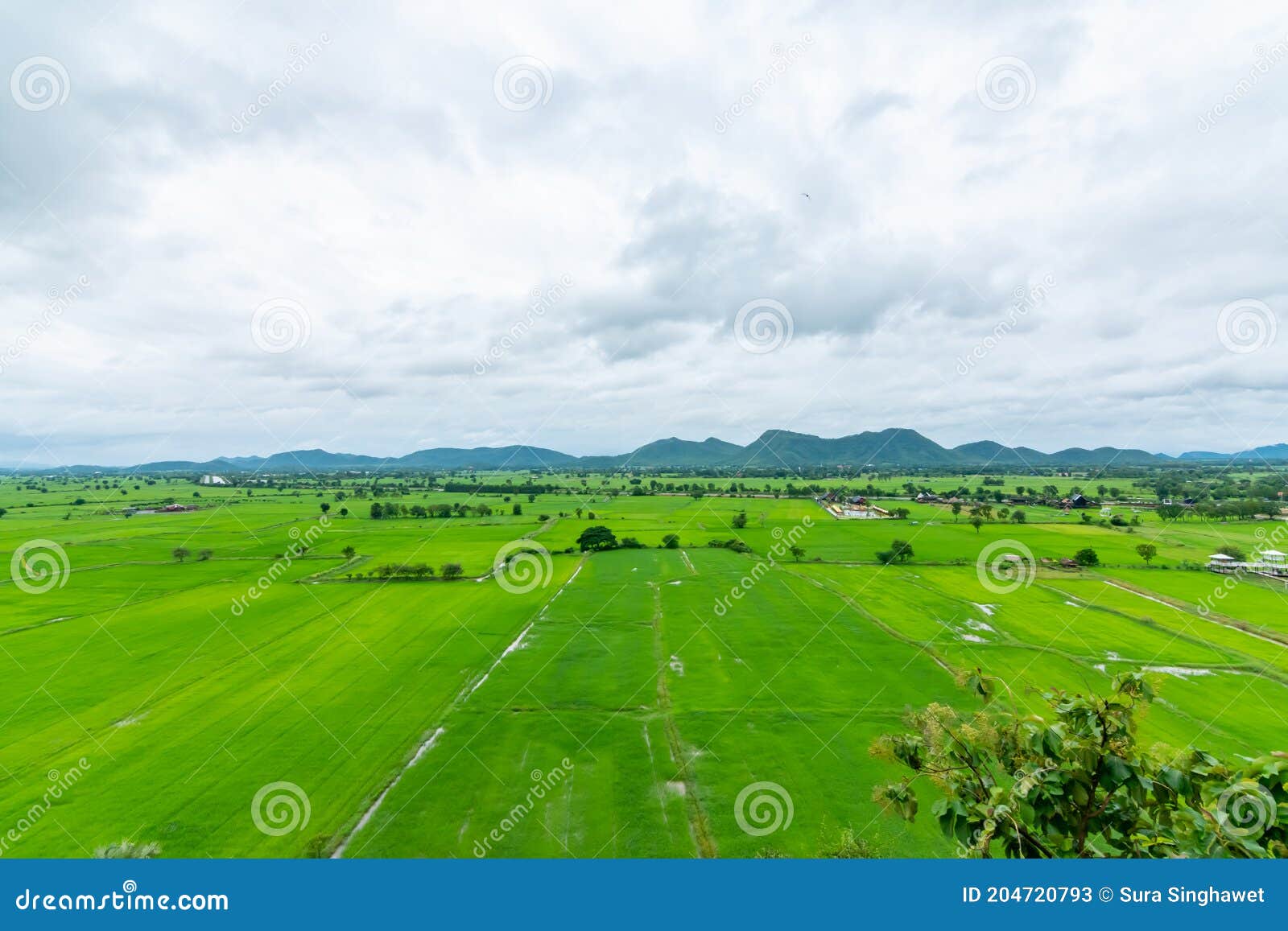 Green paddy fields stock image. Image of grass, thailand - 204720793