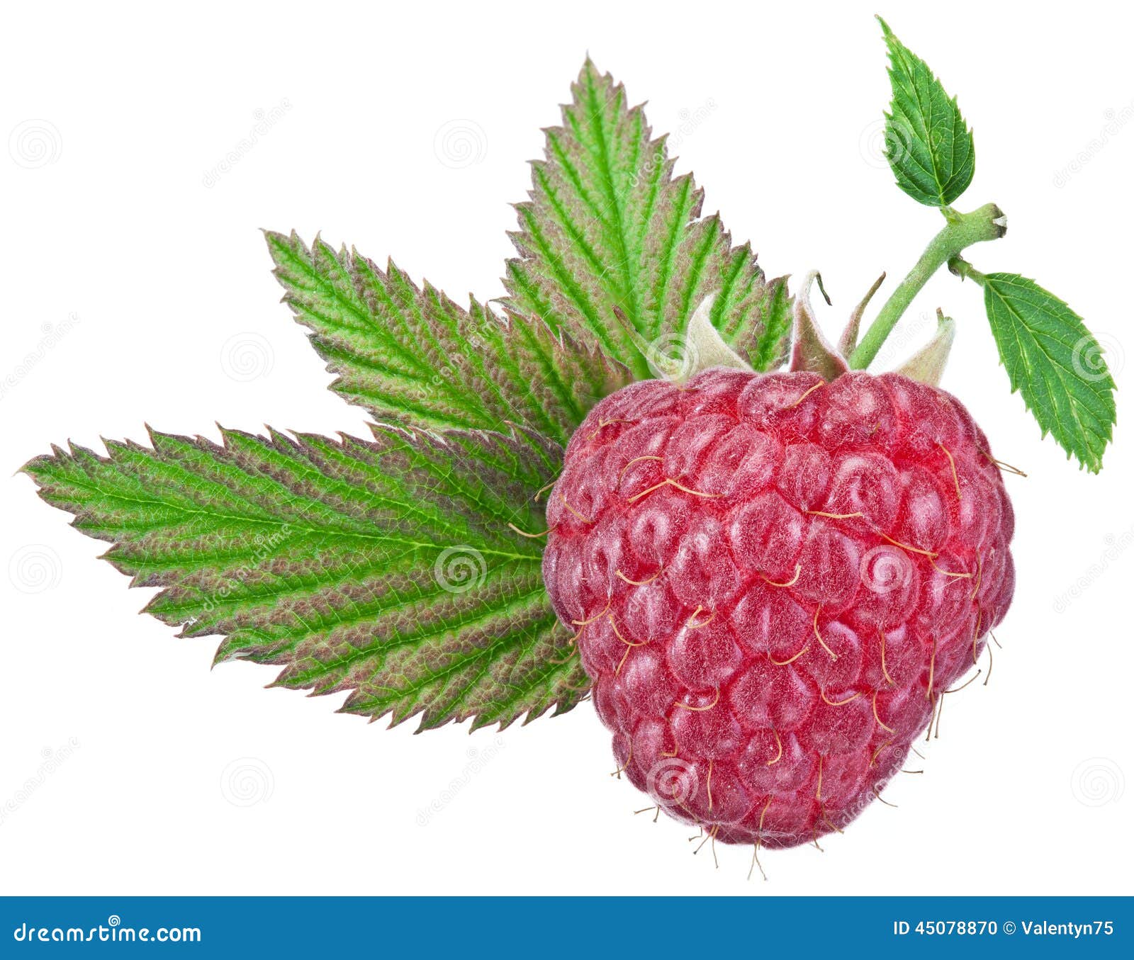 One Rich Raspberry Fruit with Leaves Isolated on a White. Stock Photo ...