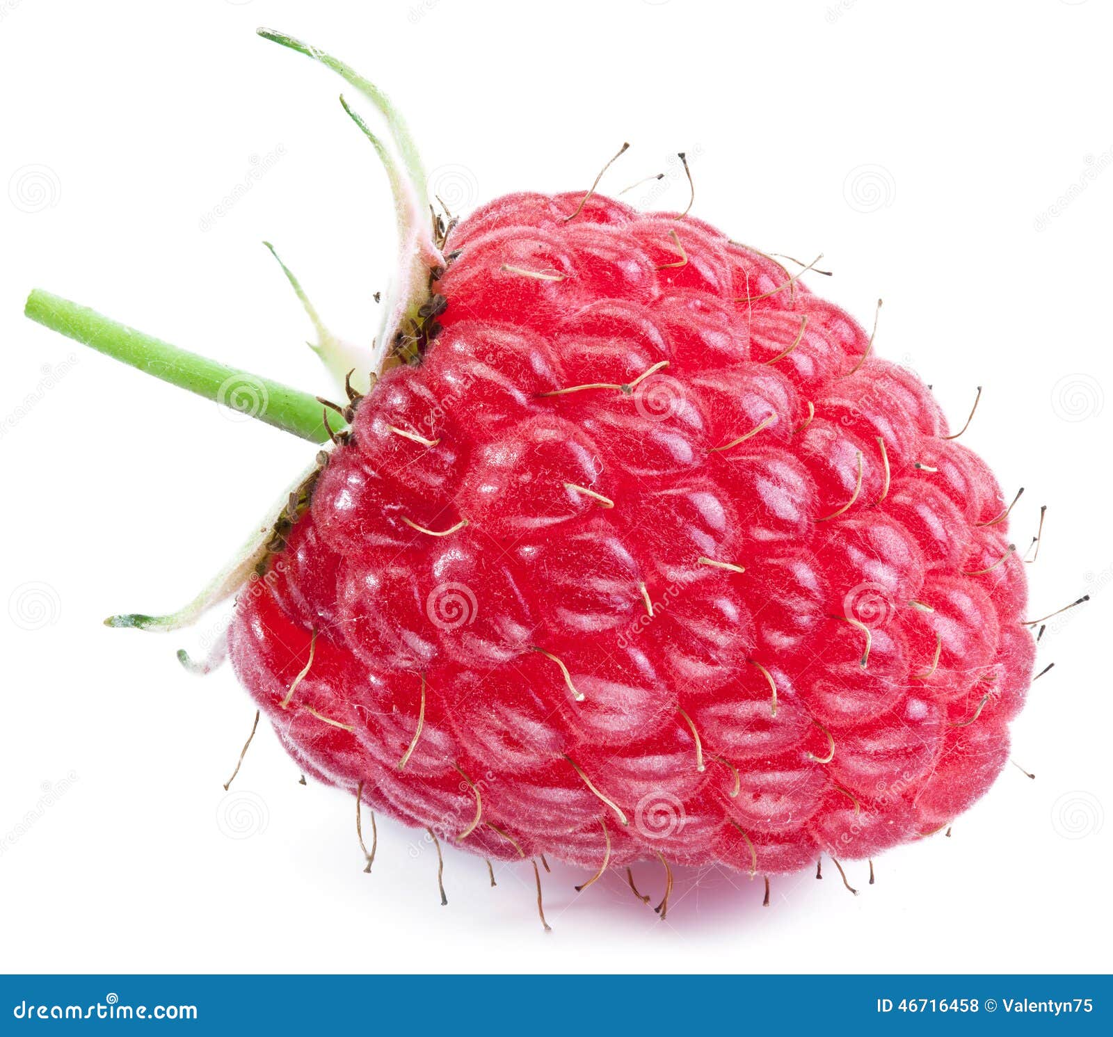 One Rich Raspberry Fruit on a White. Stock Photo - Image of close ...