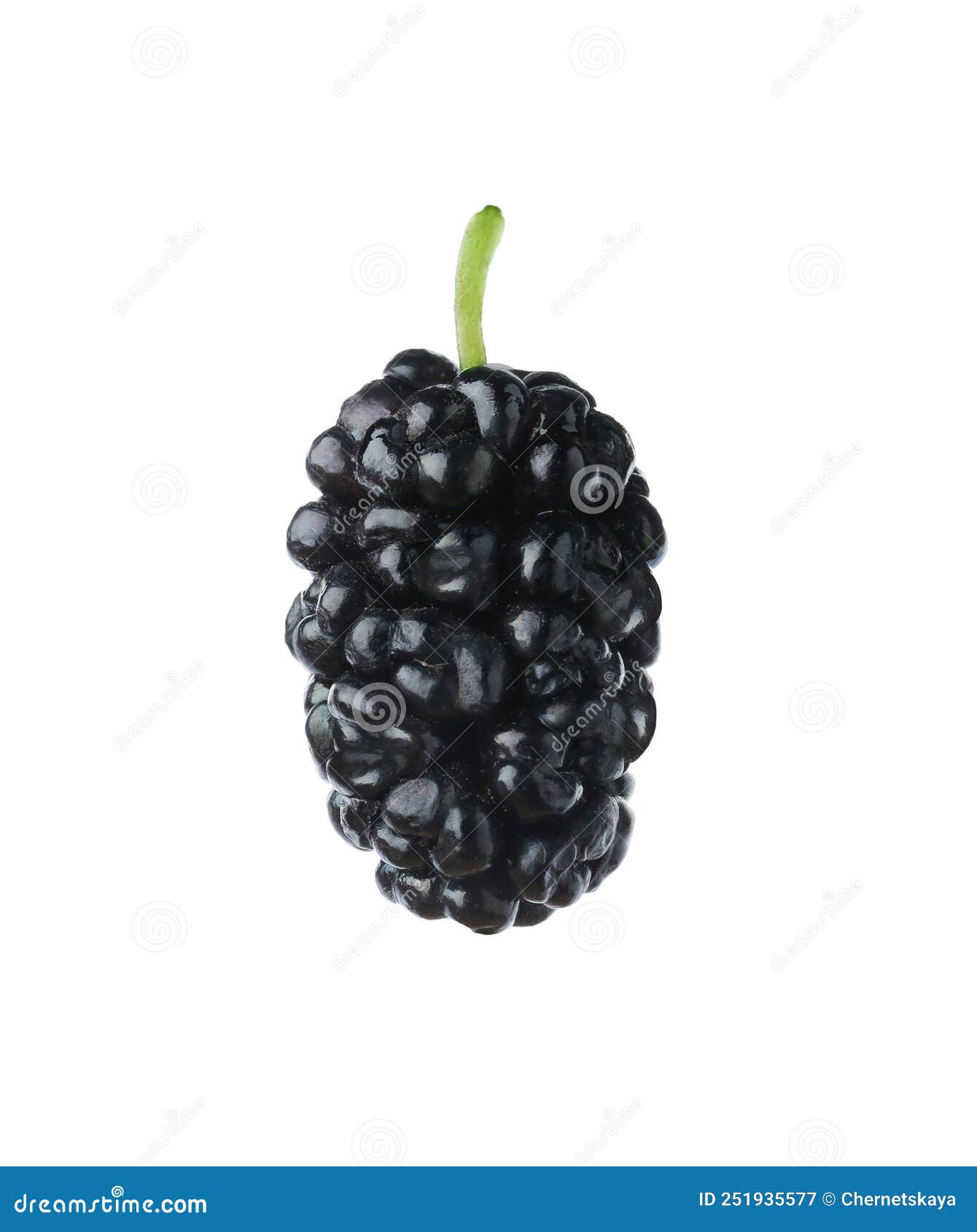 One Ripe Black Mulberry on White Background Stock Image - Image of ...