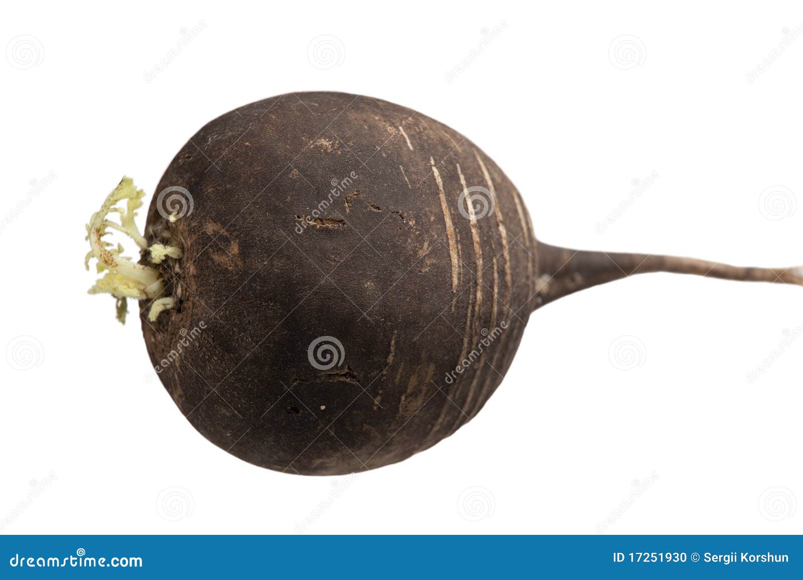 One Ripe Black Radish Root Isolated Stock Photo - Image of heap ...