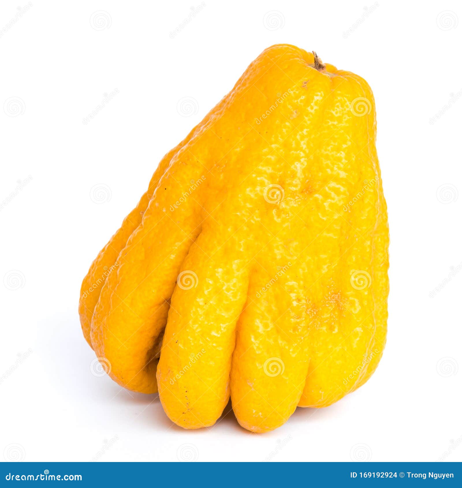 Studio Shot Single Bright Yellow Fingered Citron Buddha Hand Citrus ...