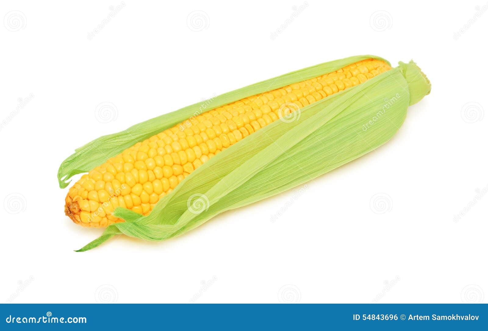 One Ripe Corn on the Cob with Leaves (isolated) Stock Photo - Image of ...