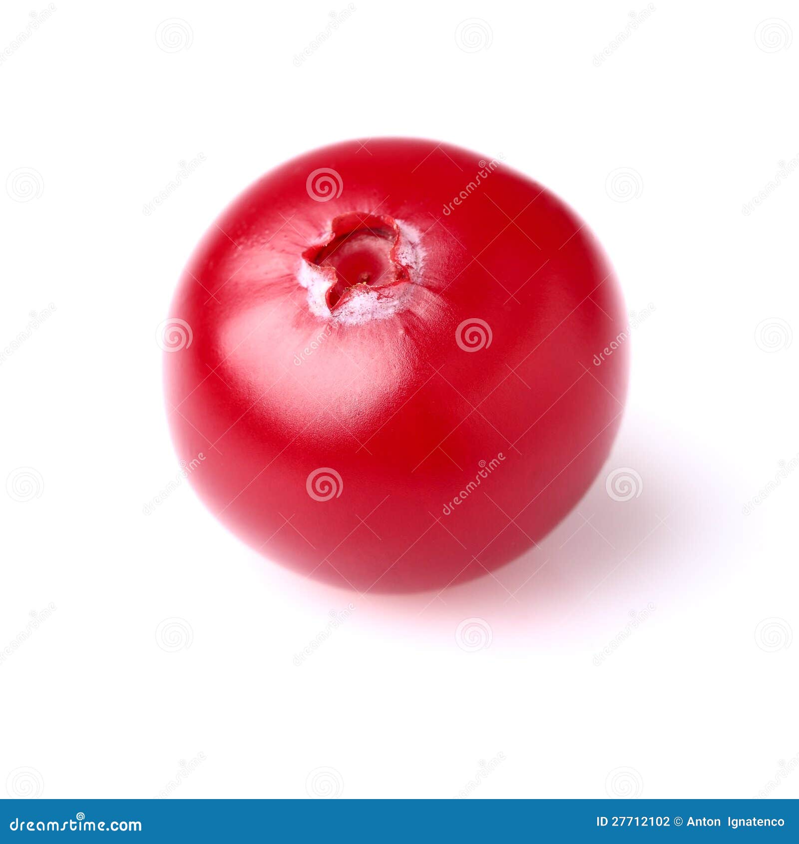 One Ripe Cranberry in Closeup Stock Photo - Image of bright, healthy ...