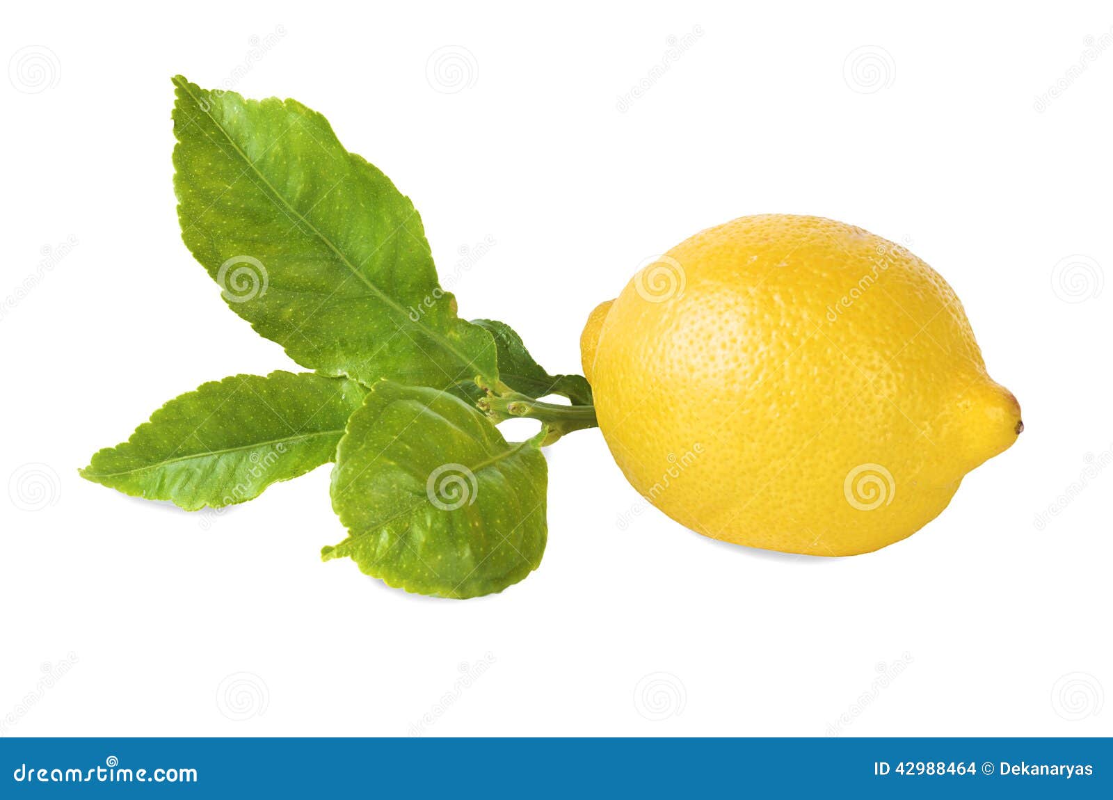 One ripe lemon isolated stock photo. Image of seasonal - 42988464