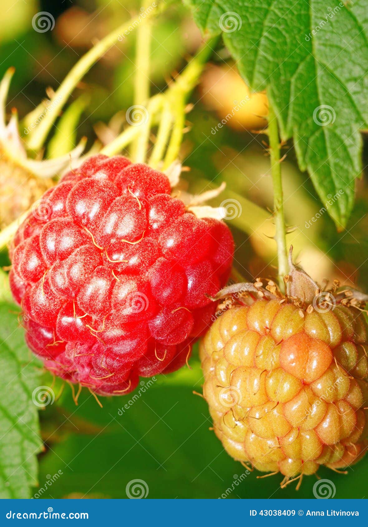 One Ripe and One Immature Raspberries on the Bush Stock Image - Image ...