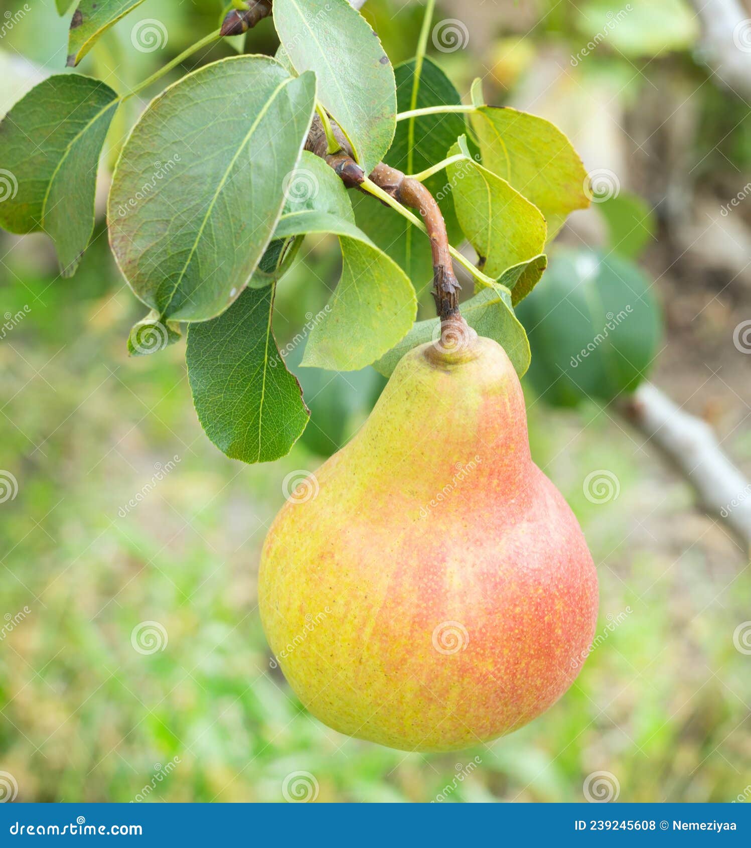 One ripe pear on a tree stock photo. Image of agrarian - 239245608