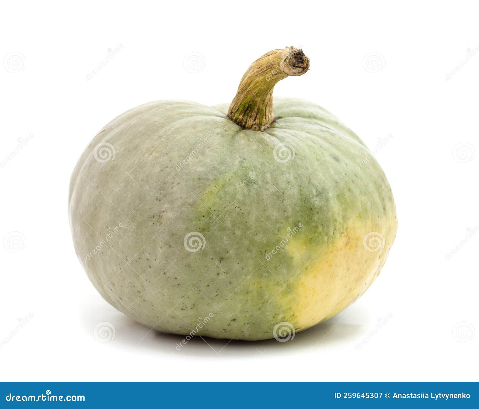 One ripe pumpkin stock image. Image of crop, seasonal - 259645307