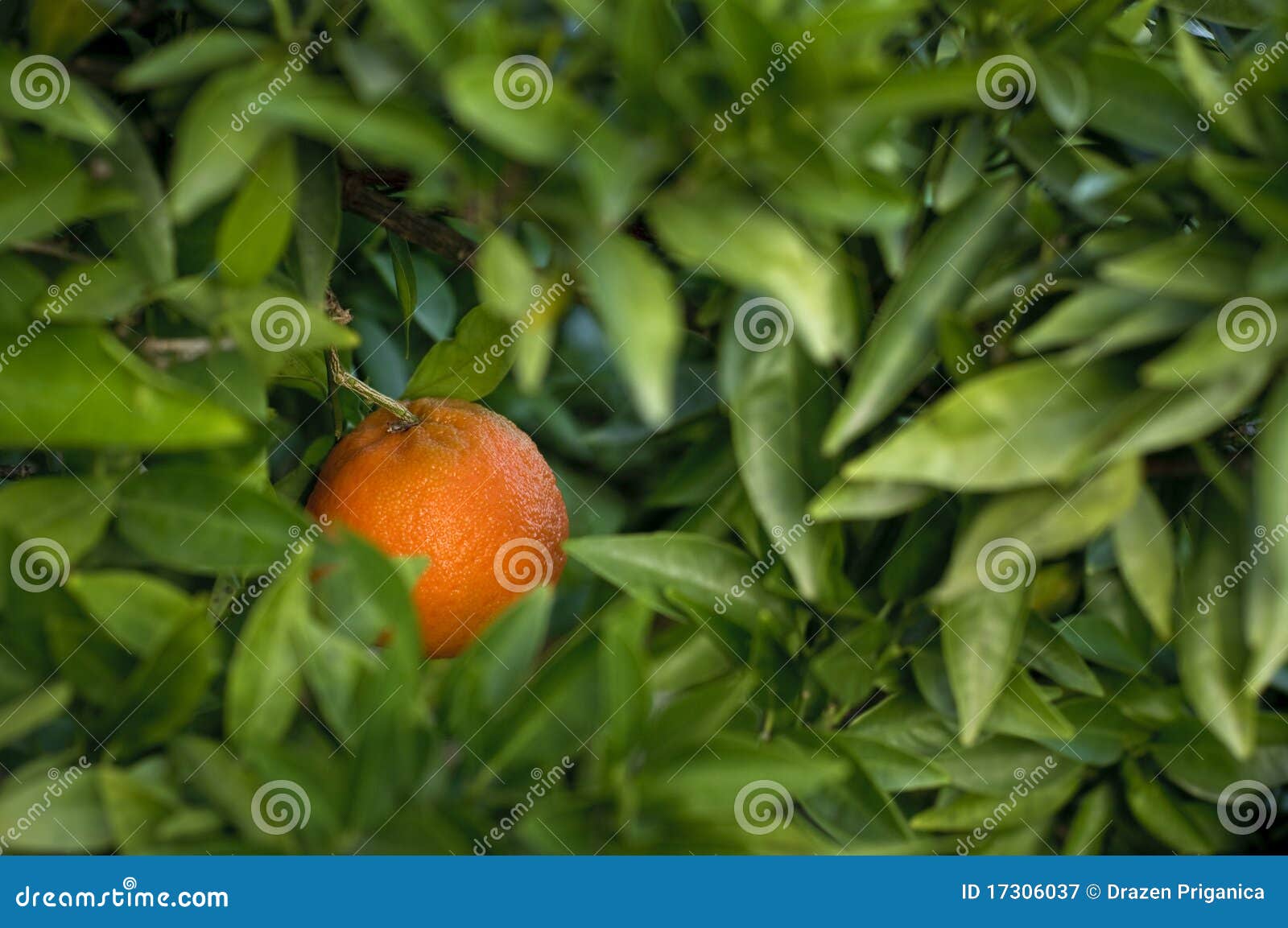 One Ripe Spanish Orange on the Tree Stock Image - Image of spain, diet ...