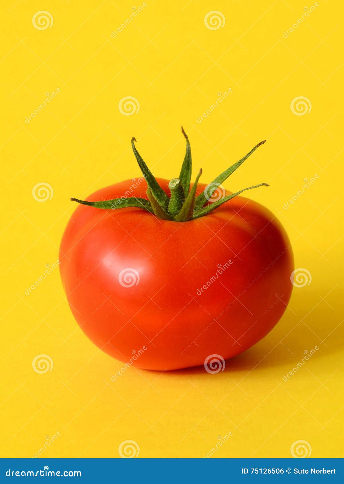 One ripe tomato stock photo. Image of flat, vegetable - 75126506