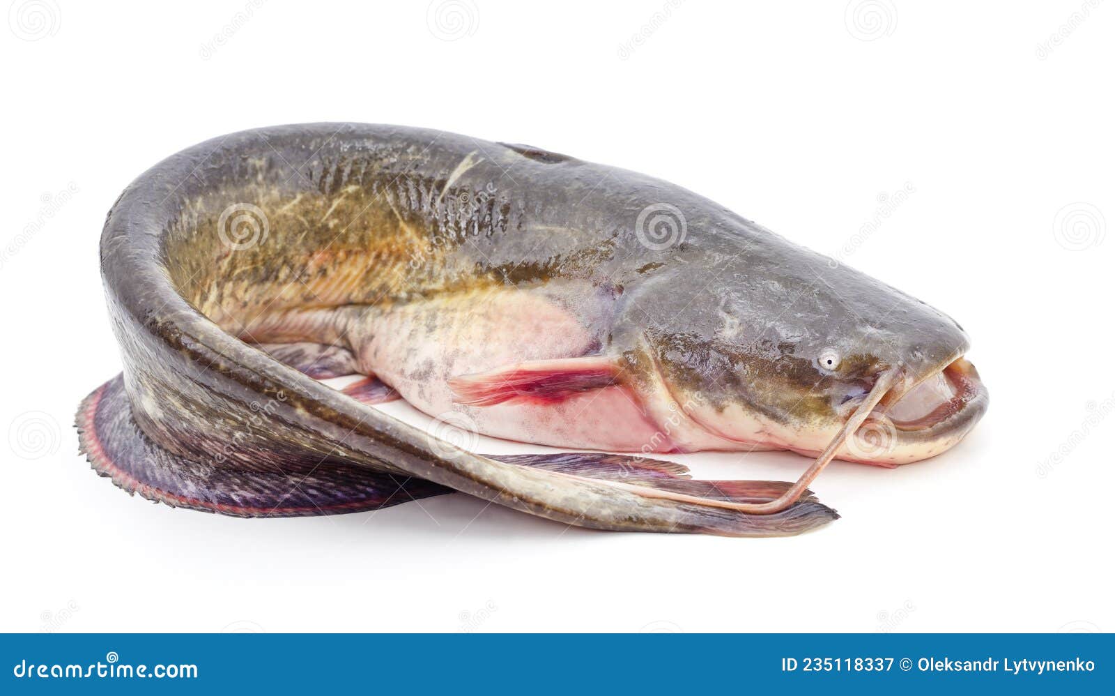 River Catfish. Alive Fresh Fish Isolated On Natural Green Background ...