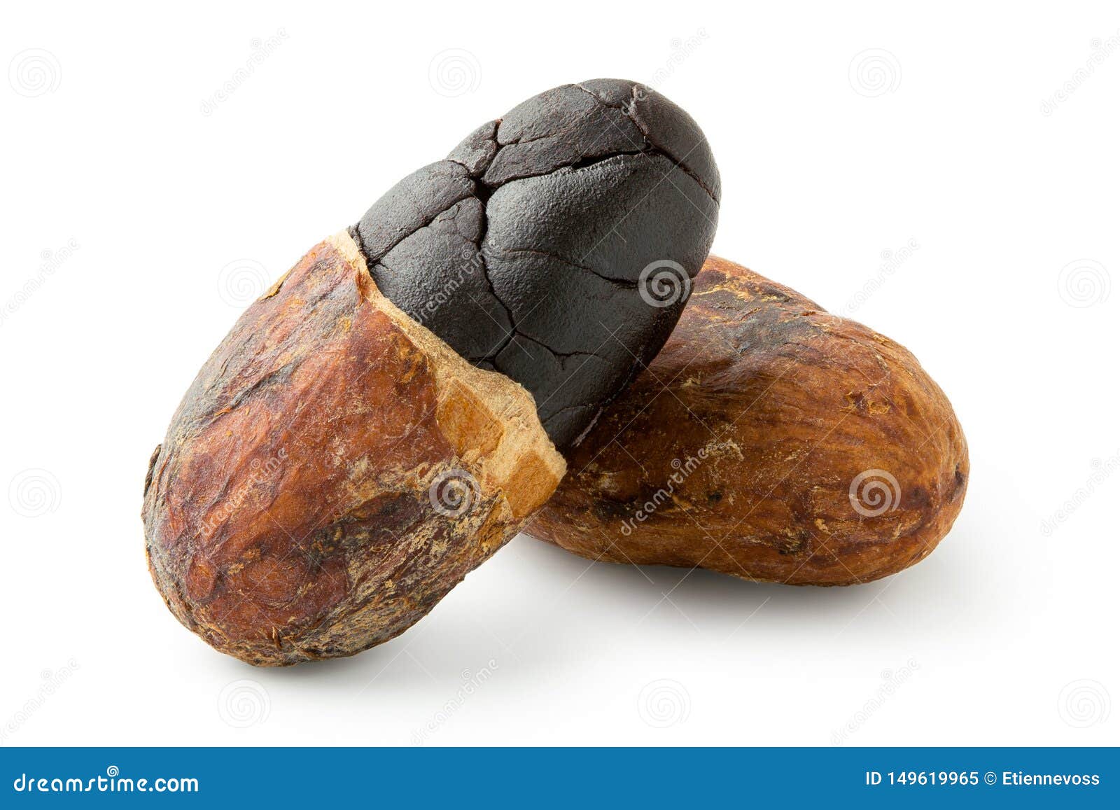 One Roasted Half Peeled and One Unpeeled Cocoa Bean on White Stock ...
