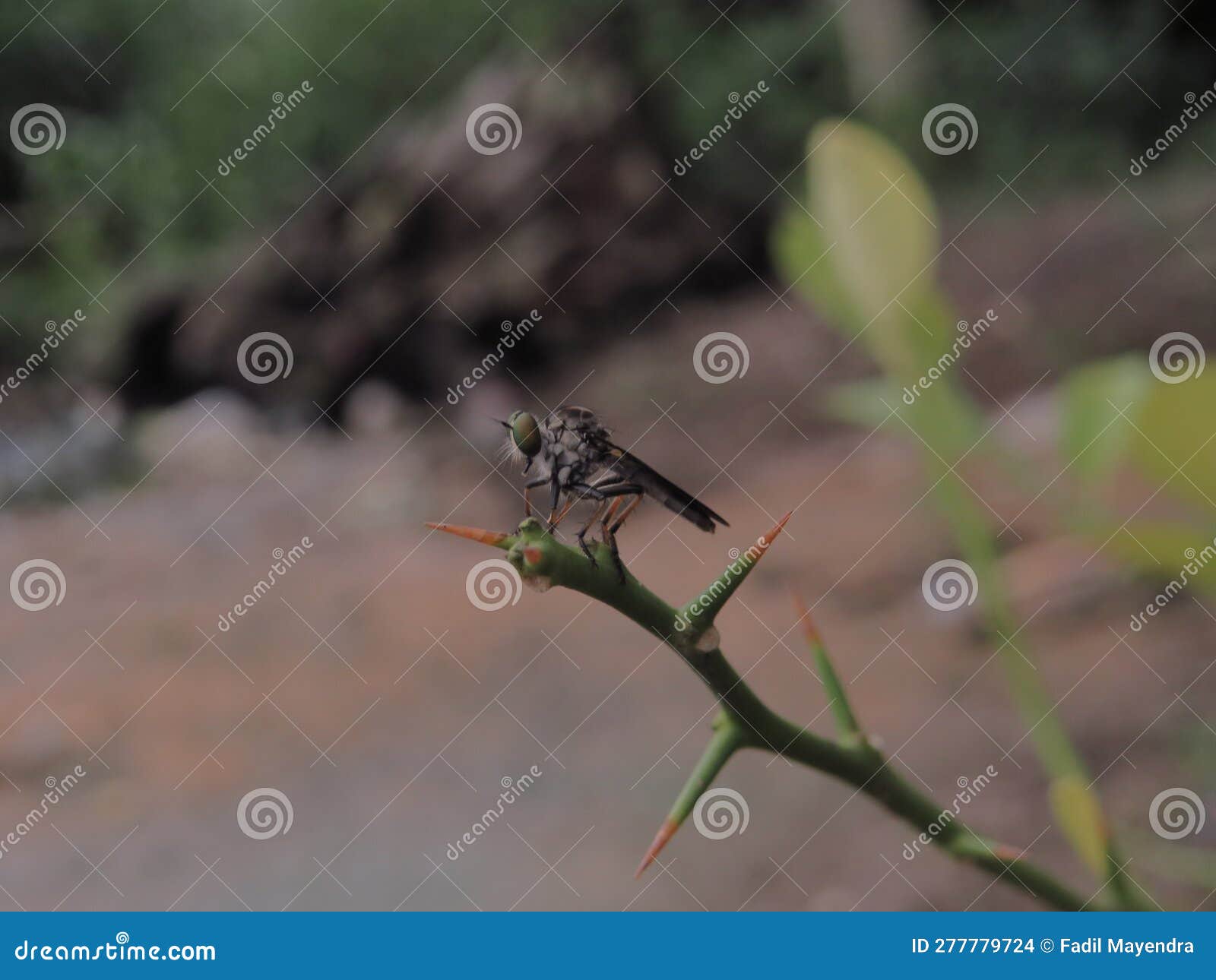 ONE ROBBER FLY stock photo. Image of plant, pretty, conditions - 277779724