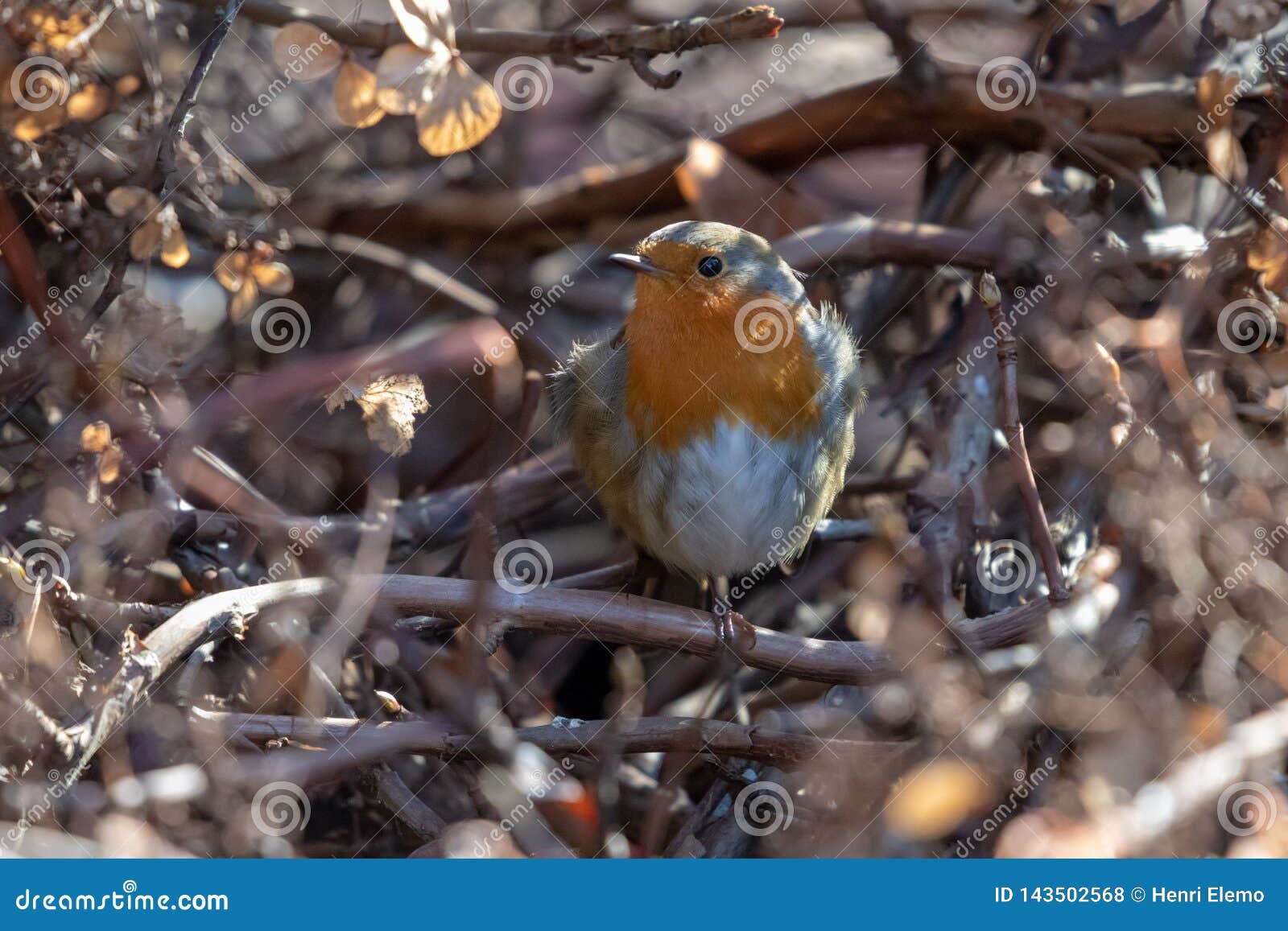 One Robin Standing on Branch on Sunny Weather Stock Photo - Image of ...