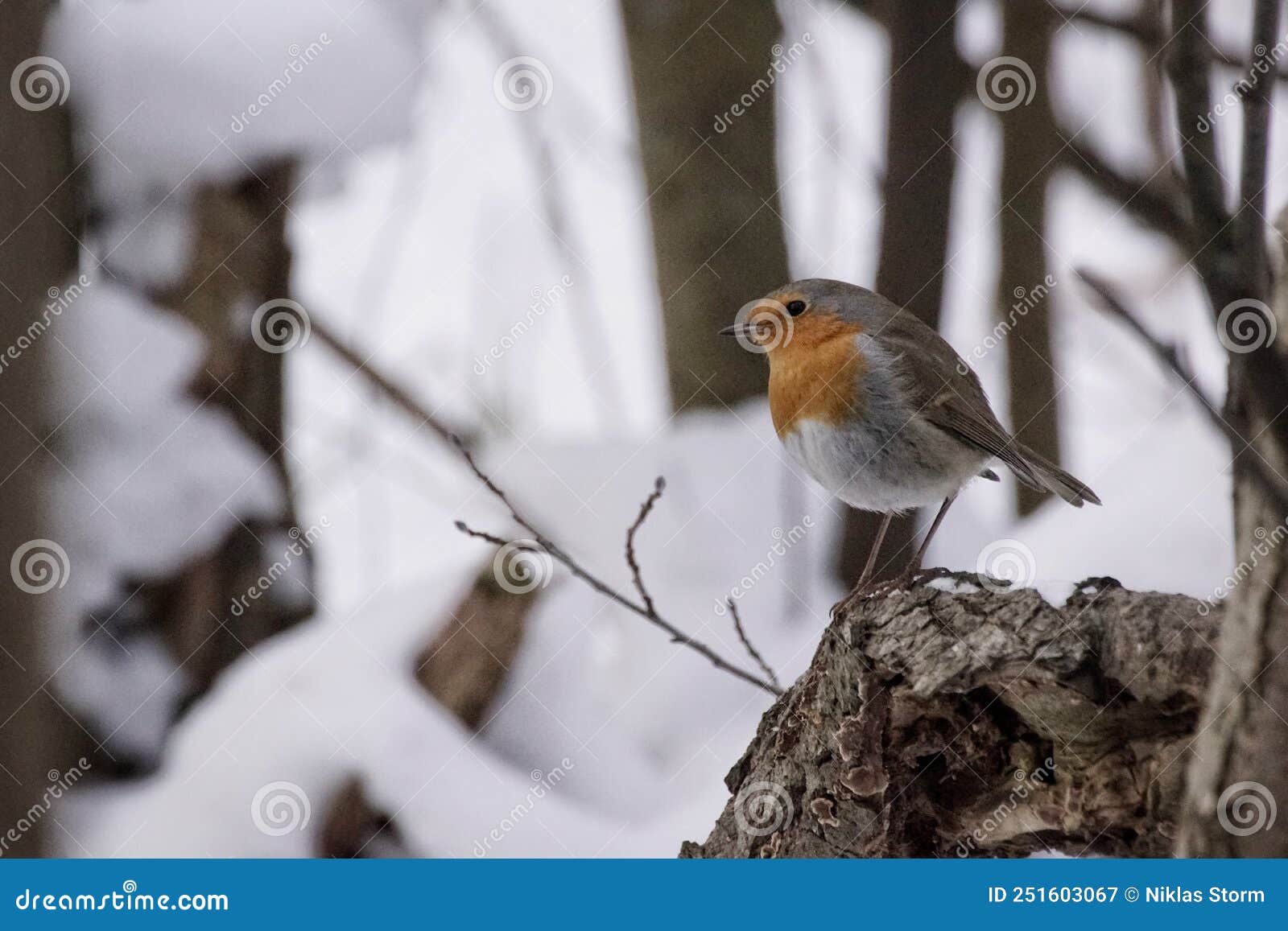 One Robin on Tree Stump during Winter Stock Image - Image of finch ...