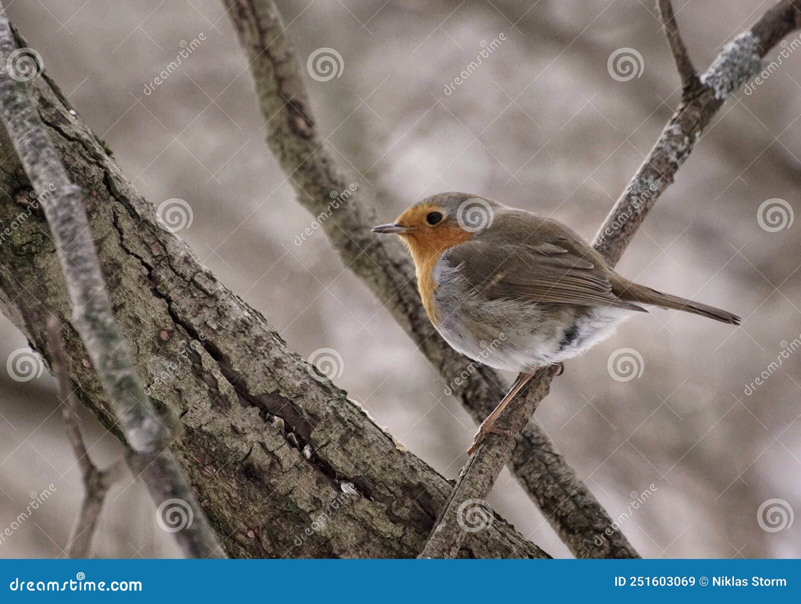 One Robin in Tree at Winter Stock Image - Image of beak, blackbird ...