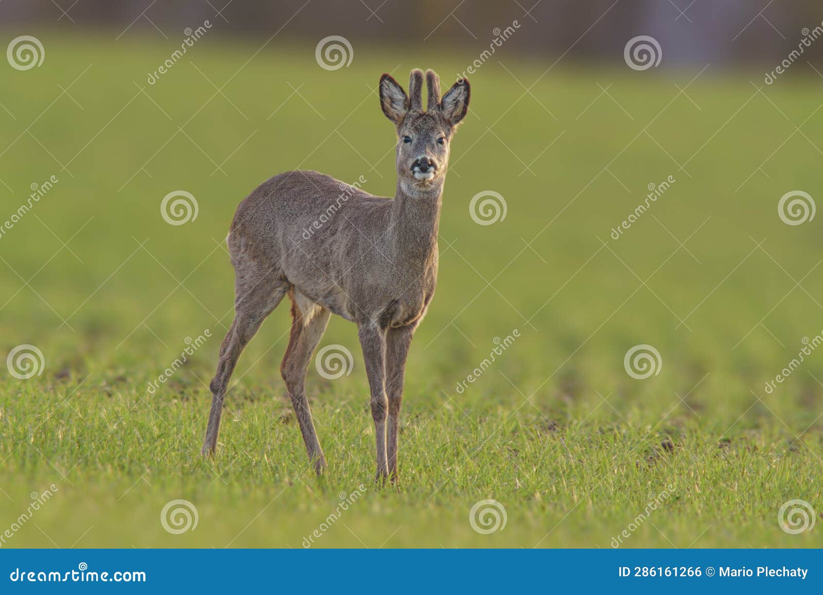 One Roe Deer Buck (Capreolus Capreolus) Stands on a Green Meadow and ...