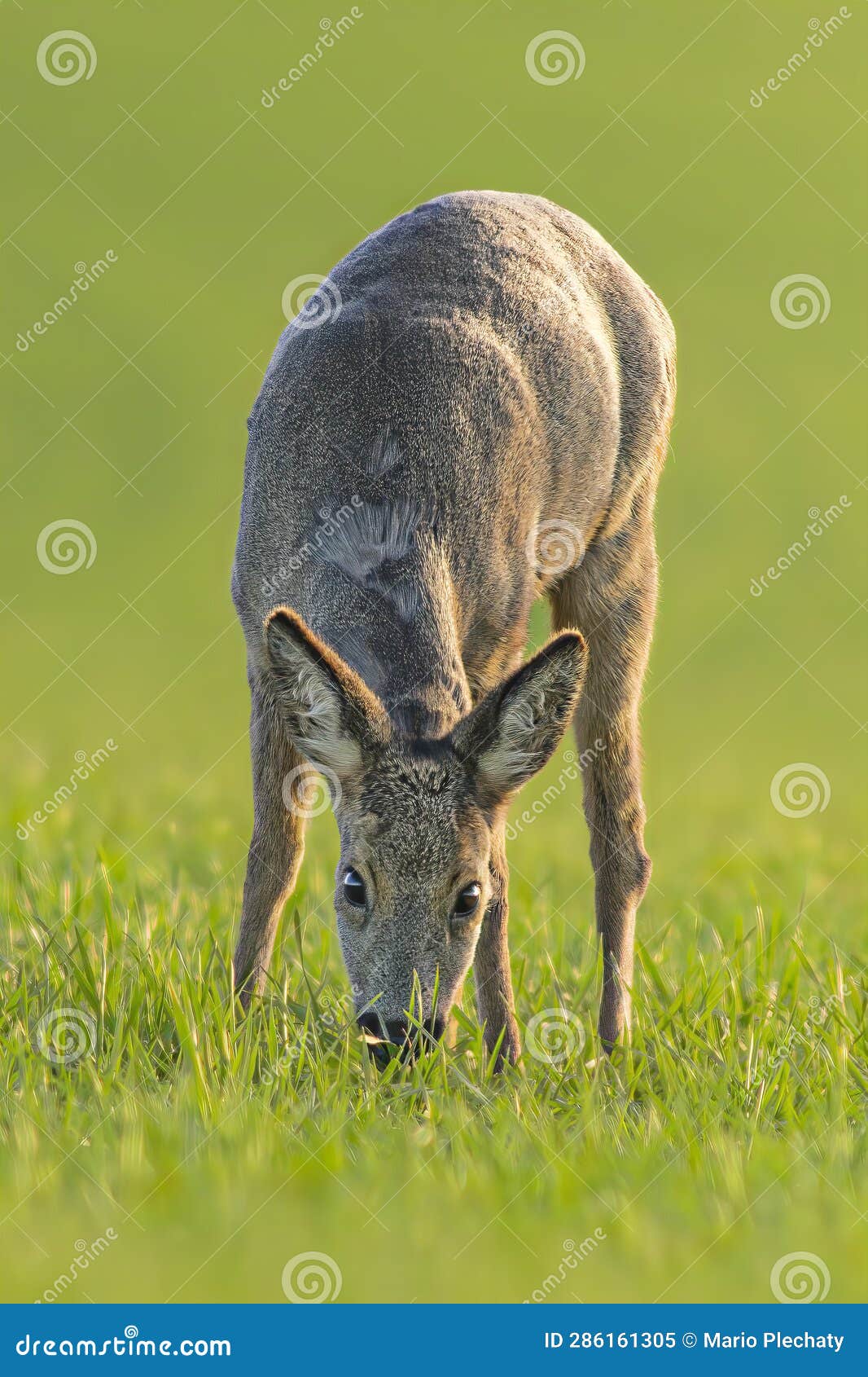 One Roe Deer Doe (Capreolus Capreolus) Stands on a Green Meadow and ...