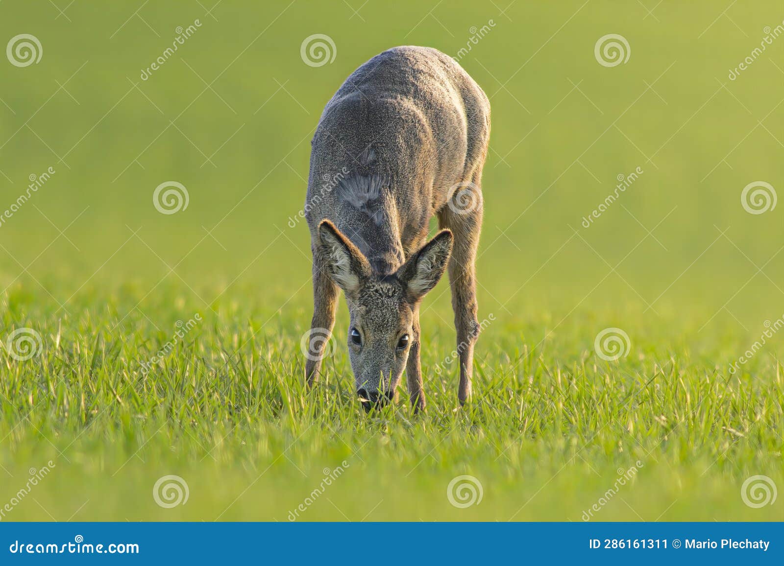 One Roe Deer Doe (Capreolus Capreolus) Stands on a Green Meadow and ...