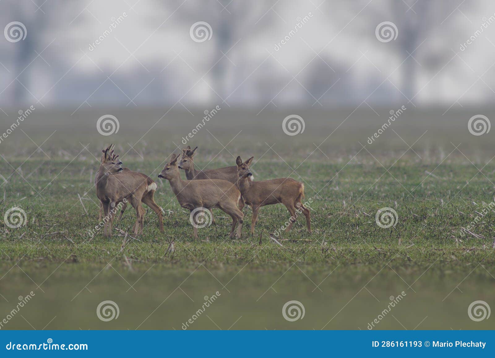 One Roe Deer Herd (Capreolus Capreolus) Stands on a Harvested Field ...
