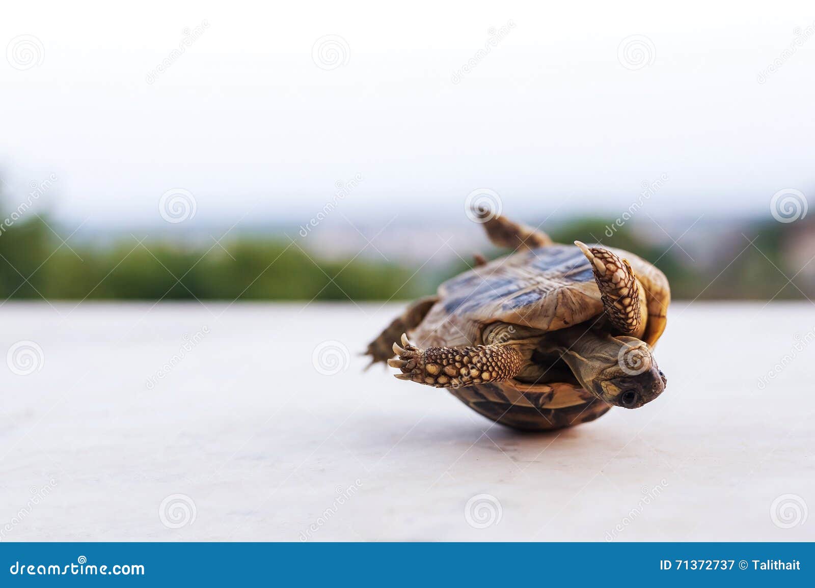 A Tortoise Is Rolling On A Skateboard With Pink Wheels Stock Image ...