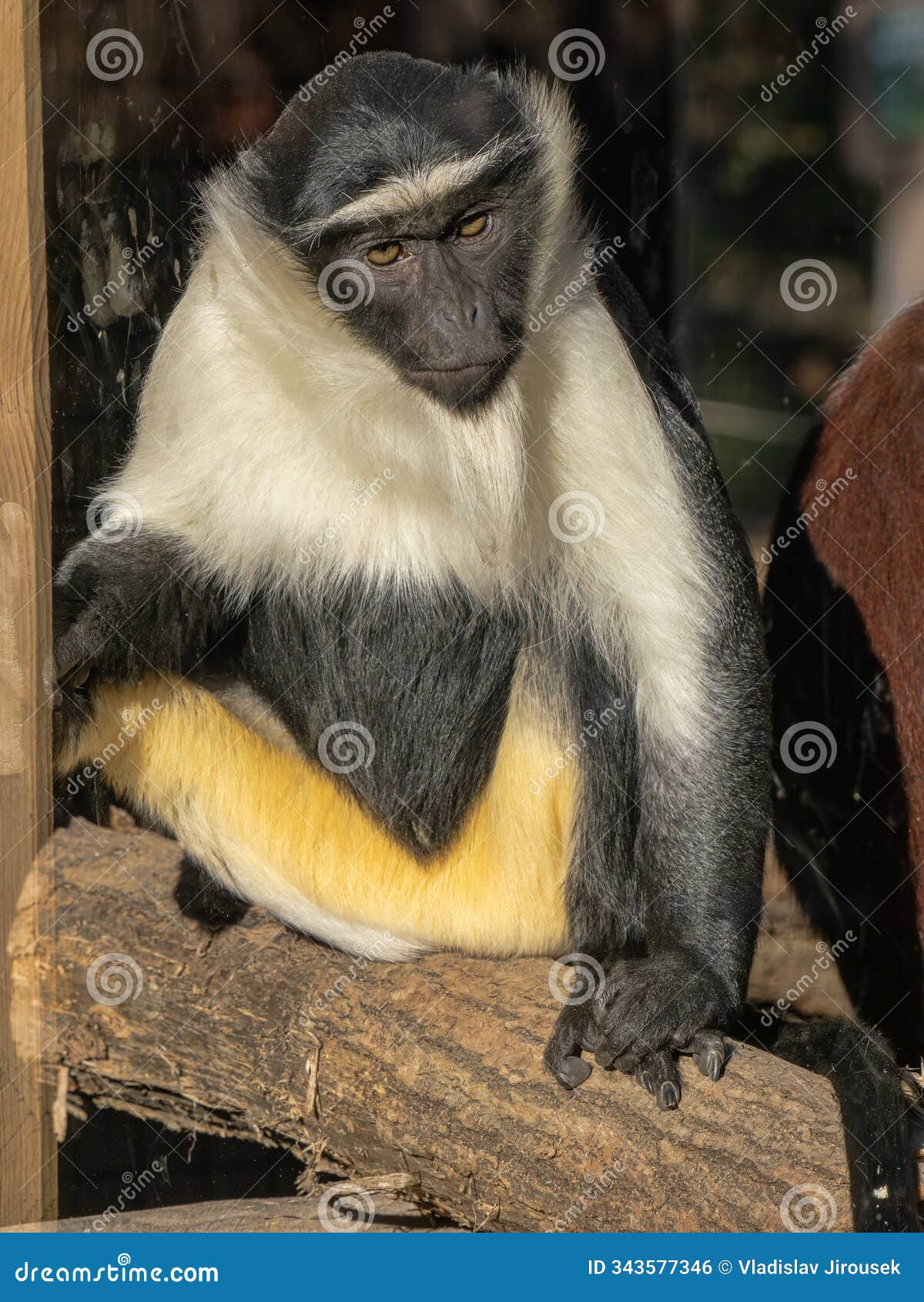 One Roloway Monkey, Cercopithecus Roloway, Sits on a Trunk and Observes ...