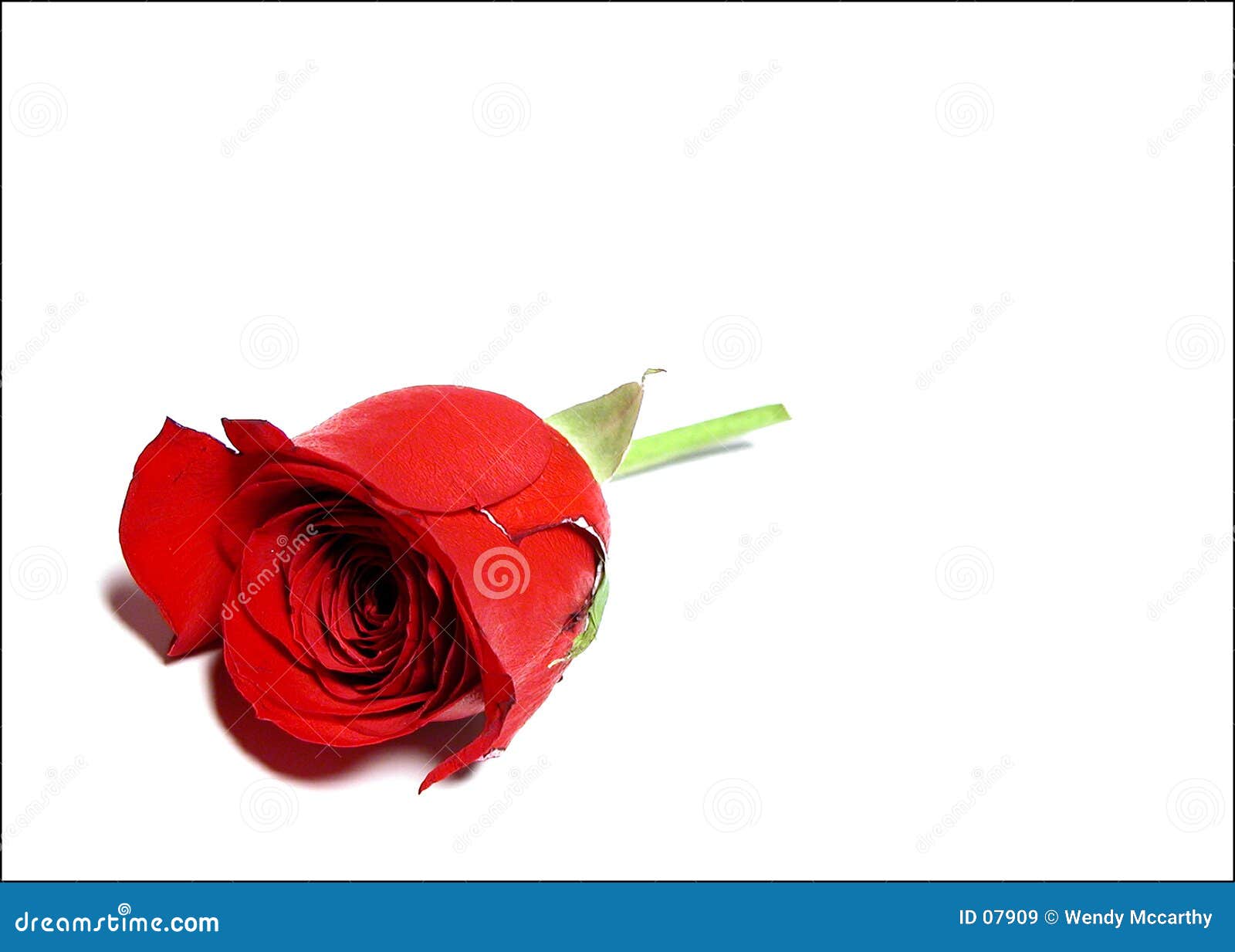 One Rose stock image. Image of lust, thorns, roses, love - 7909
