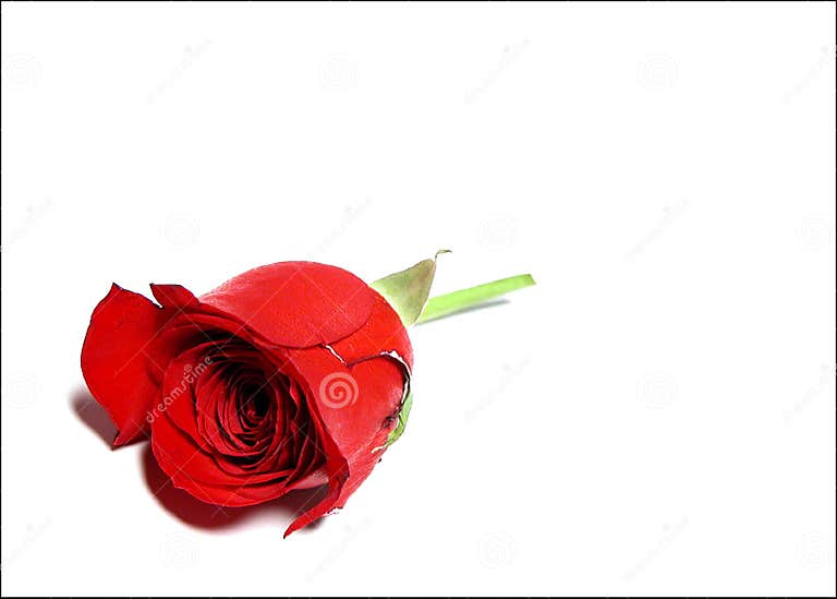 One Rose stock image. Image of lust, thorns, roses, love - 7909