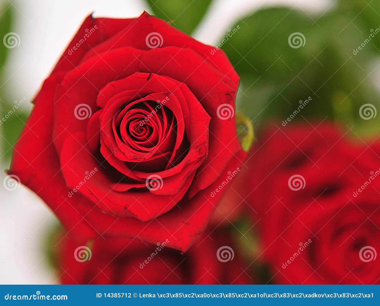 One rose stock photo. Image of beauty, flower, blooming - 14385712