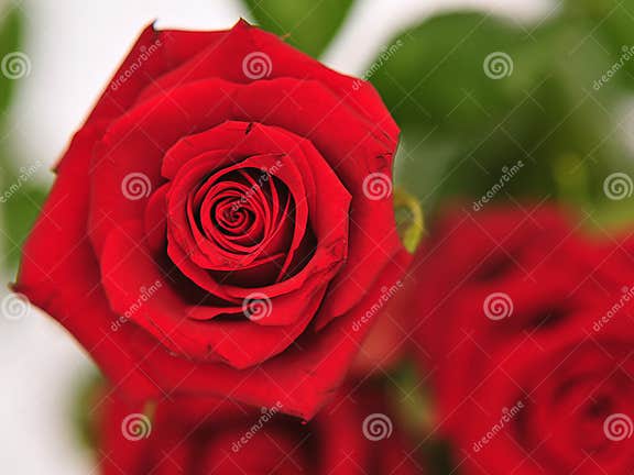One rose stock photo. Image of beauty, flower, blooming - 14385712