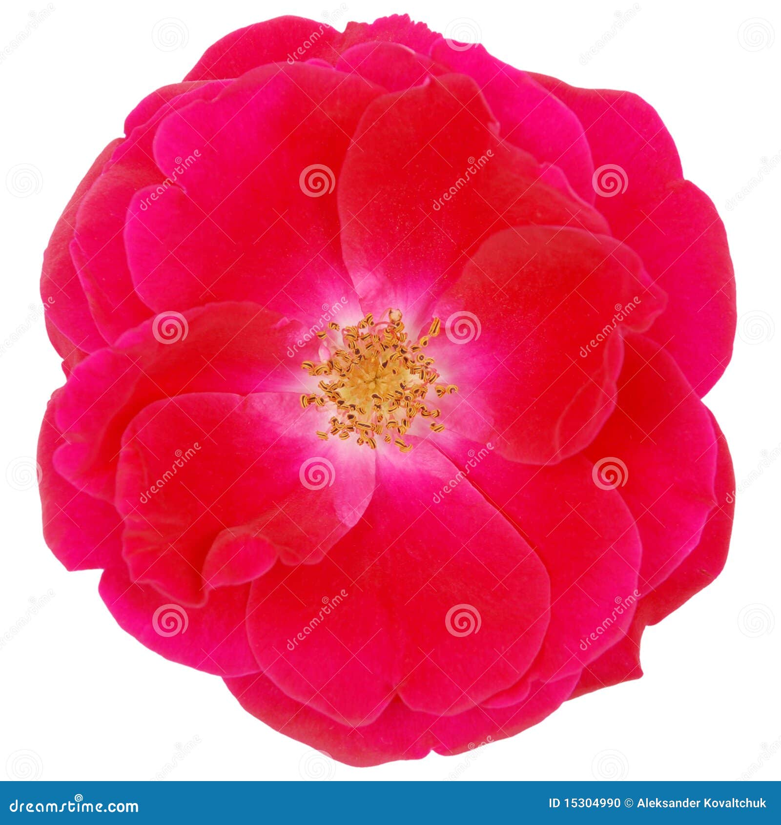 One rose stock photo. Image of color, decoration, beautiful - 15304990