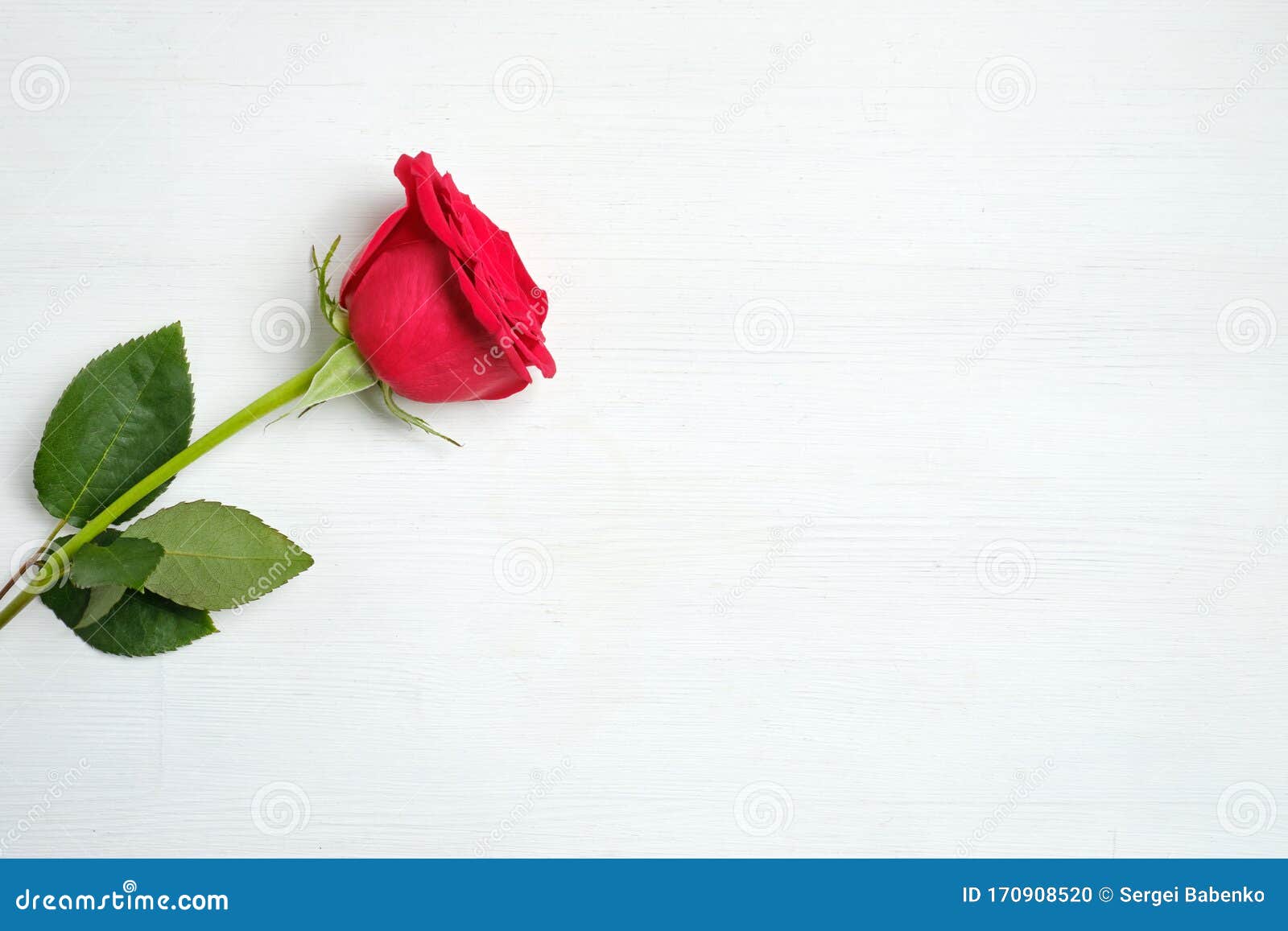 One Rose in the Background of a White Tree. Top View Stock Photo ...