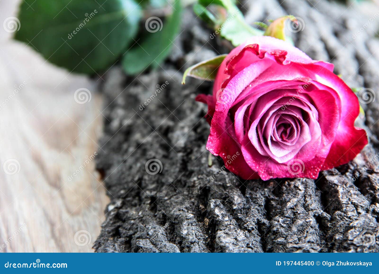 One Rose on the Bark of a Tree. Flower on a Textured Background Stock ...